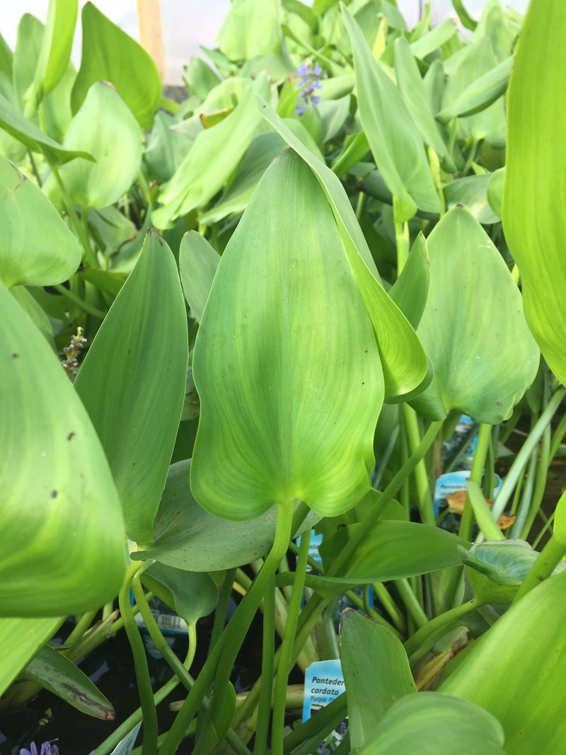 Pickerel Rush, Pontederia cordata (Native aquatic plant) | Twin Cities ...