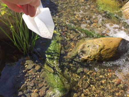 String Algae | Twin Cities, Minneapolis, St Paul | Minnesota | MN