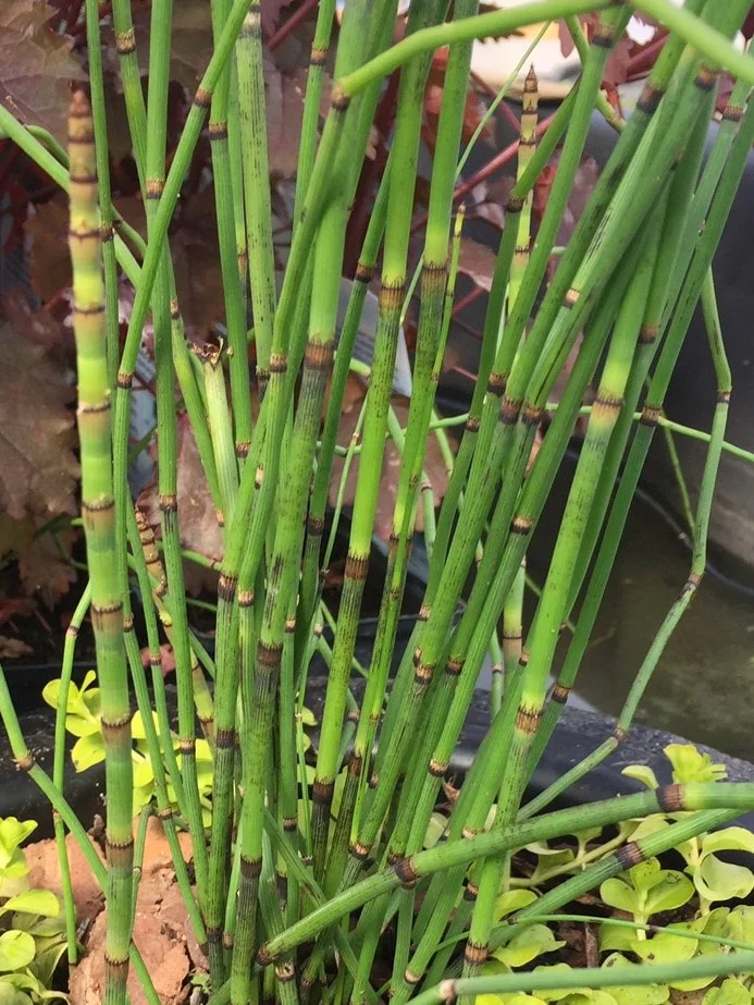 Horsetail, Equisetum hymale | Twin Cities, Minneapolis, St Paul ...