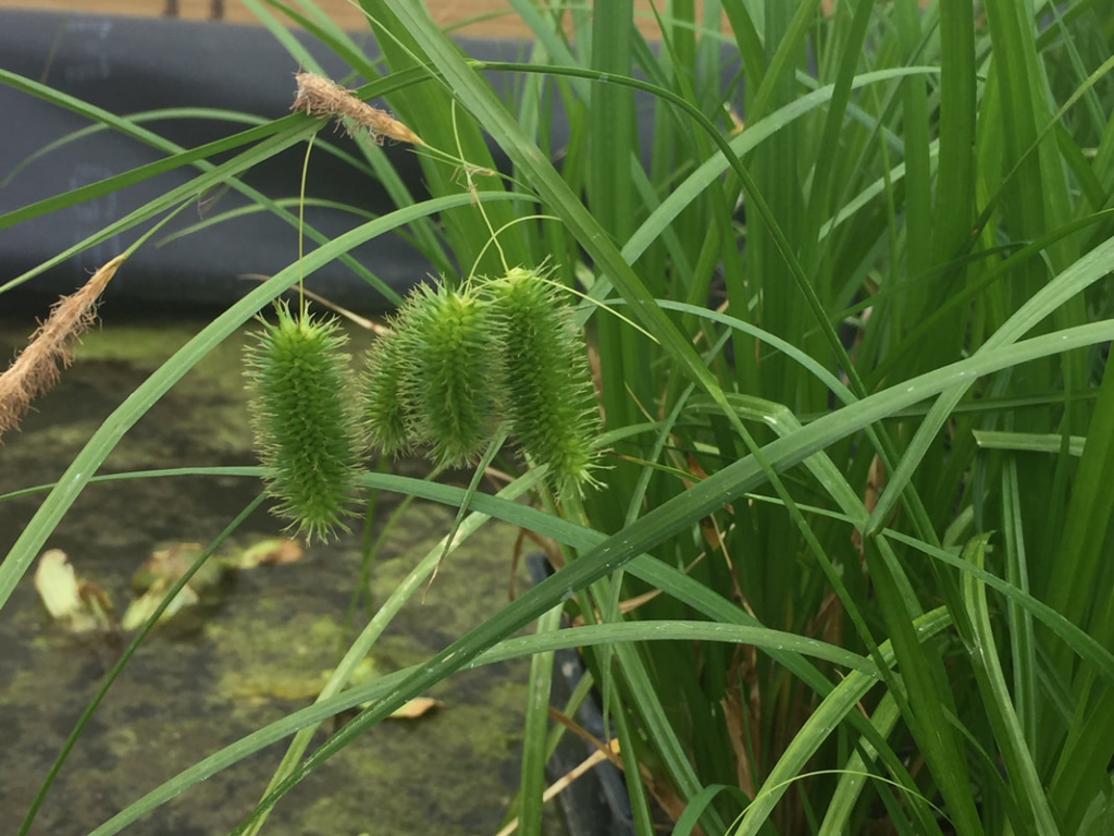 Bottle Brush Sedge, Carex comosa | Twin Cities, Minneapolis, St Paul ...