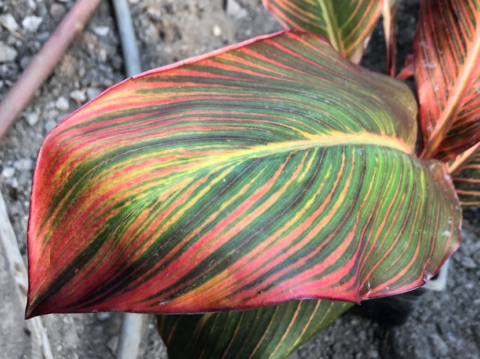 African Sunset Canna Lily | Twin Cities, Minneapolis, St Paul ...