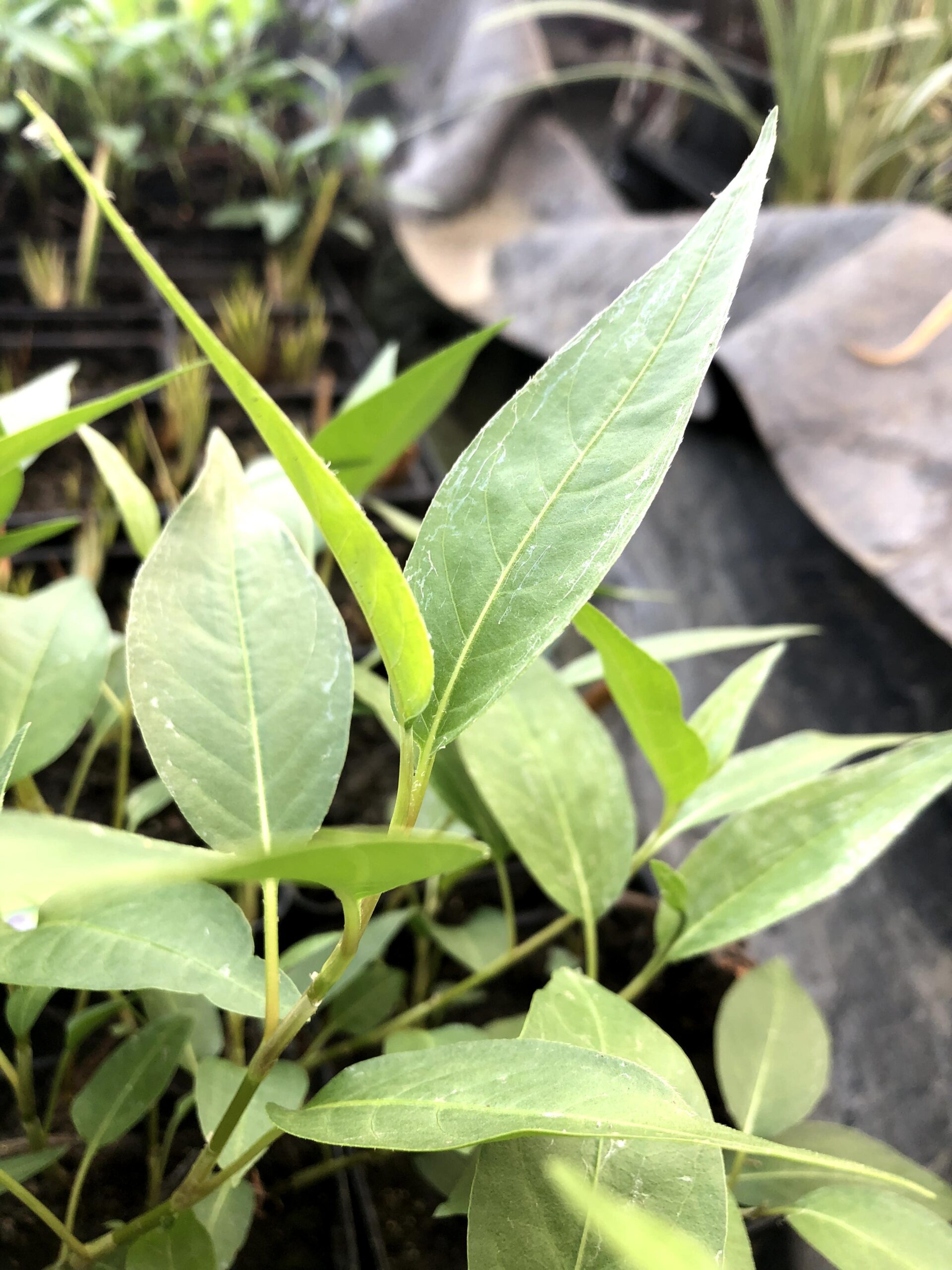 Water Smartweed, Persicaria amphibia | Twin Cities, Minneapolis, St ...