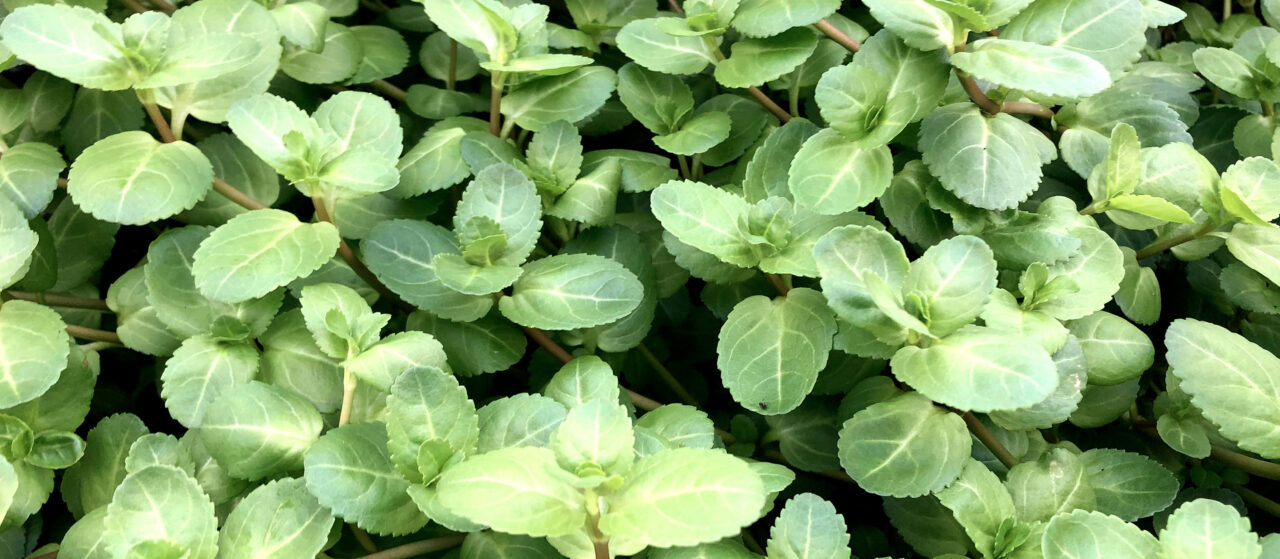 European Brooklime, Veronica beccabunga | Twin Cities, Minneapolis, St ...