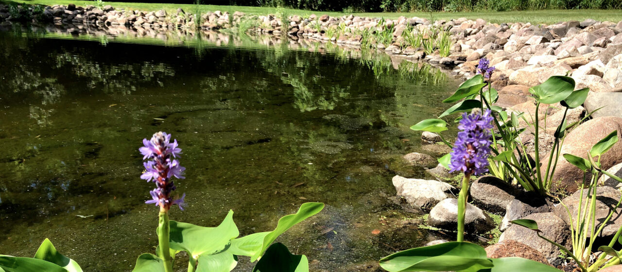 Natural/Retention Pond Care 101 | Twin Cities, Minneapolis, St Paul ...