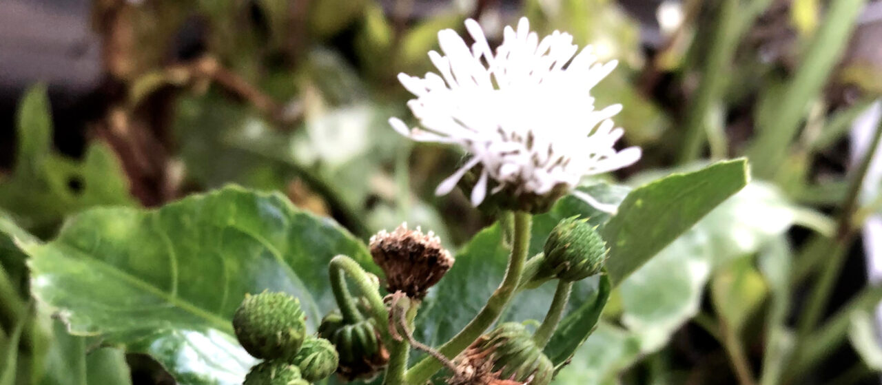 Water Snowball, Gymnocoronis spilanthoides | Twin Cities, Minneapolis ...