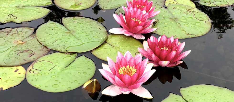 How to care for water lilies | Twin Cities, Minneapolis, St Paul ...