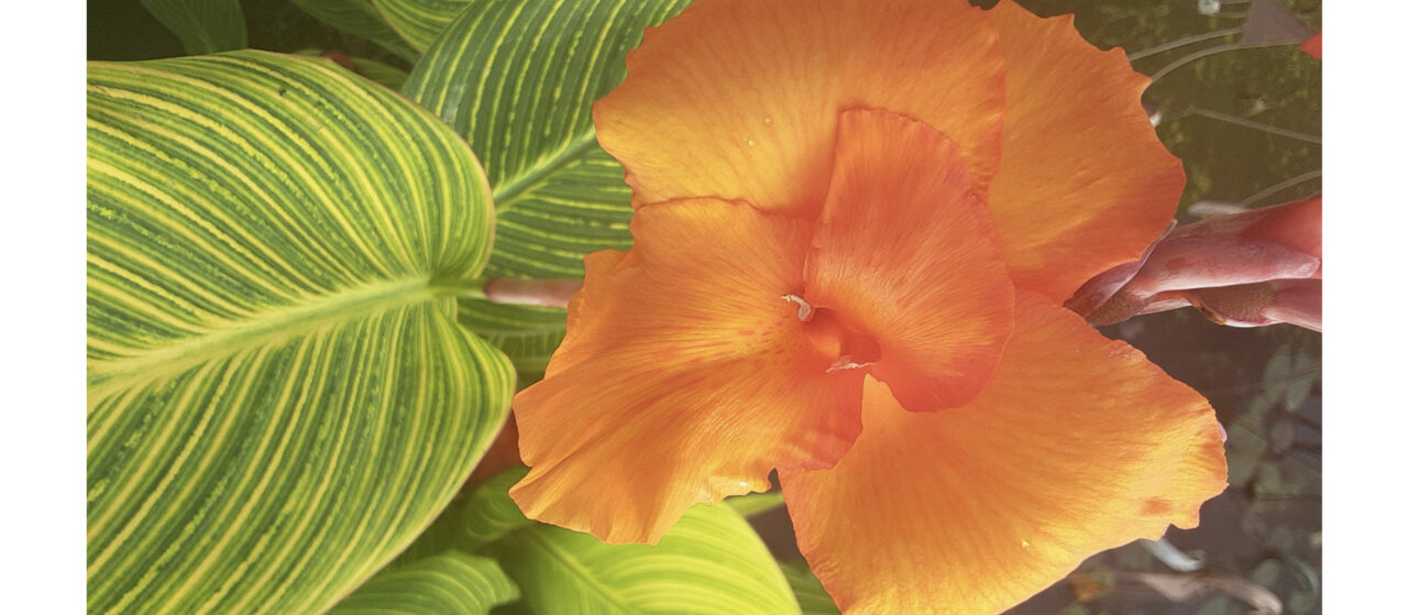 Bengal Tiger Canna Lily | Twin Cities, Minneapolis, St Paul | Minnesota ...
