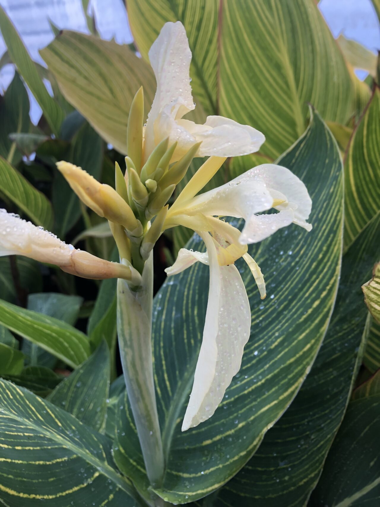 White Tiger Canna Lily | Twin Cities, Minneapolis, St Paul | Minnesota | MN