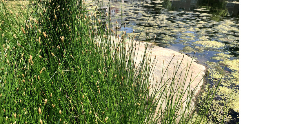 Ask Jeff: Stringy green moss growing in my pond | Twin Cities ...