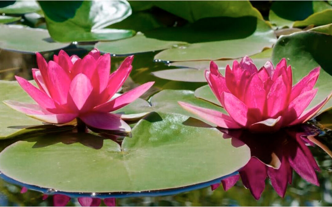 Pink Water Lilies