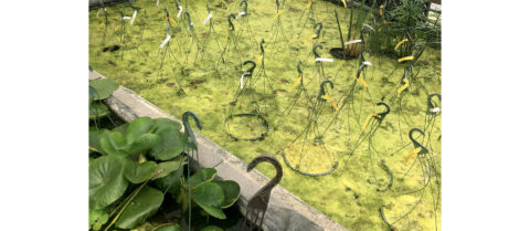 String Algae | Twin Cities, Minneapolis, St Paul | Minnesota | MN