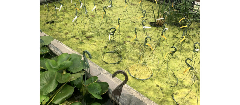 String Algae | Twin Cities, Minneapolis, St Paul | Minnesota | MN